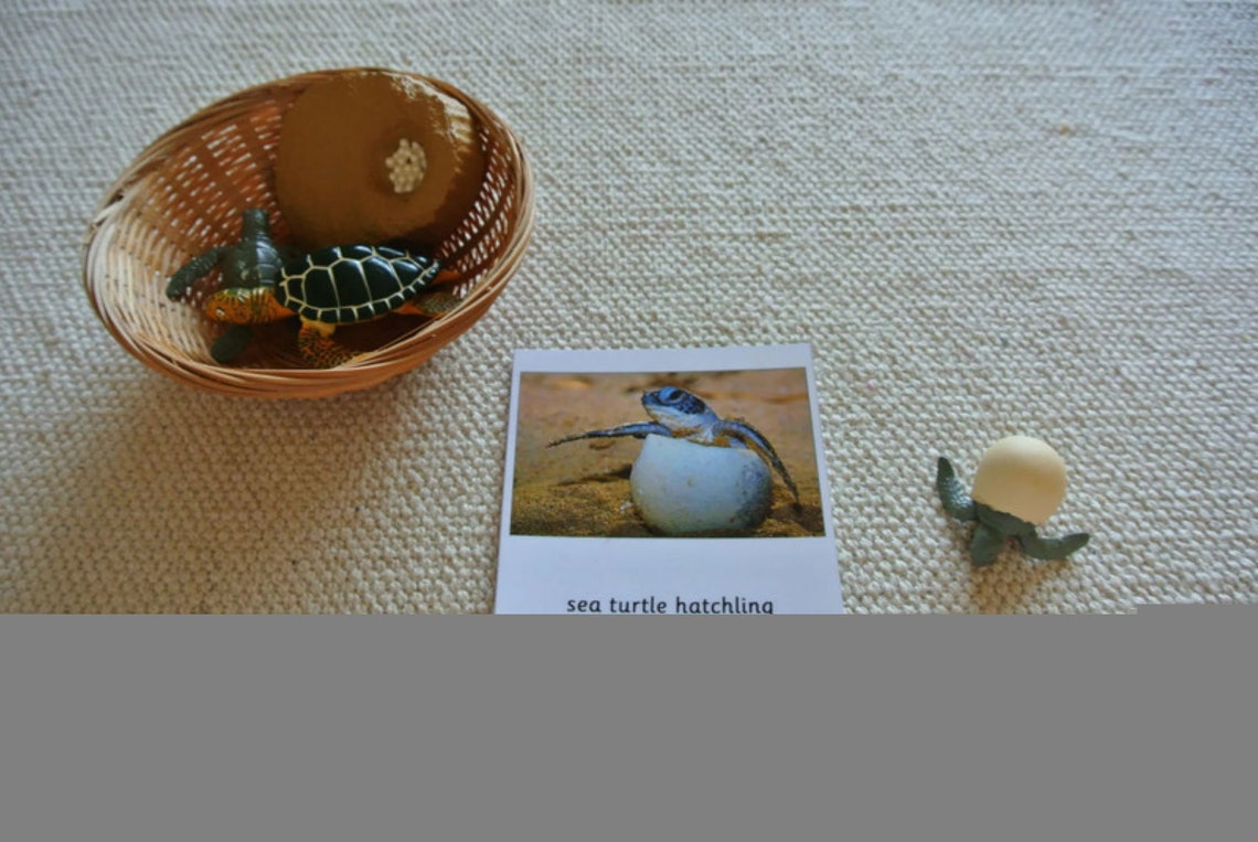 Montessori Sea Turtle Life Cycle 5 Parts Cards With Miniatures | Etsy