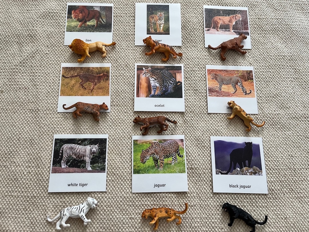 Montessori Big Cats Animal 3 Parts Nomenclature Cards Miniatures ...