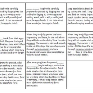 Montessori Life Cycle of A Stag Beetle 5 Parts Cards Digital PDF ...