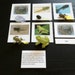 Montessori Frog Life Cycle 5 Parts Cards Digital PDF Download Printable ...