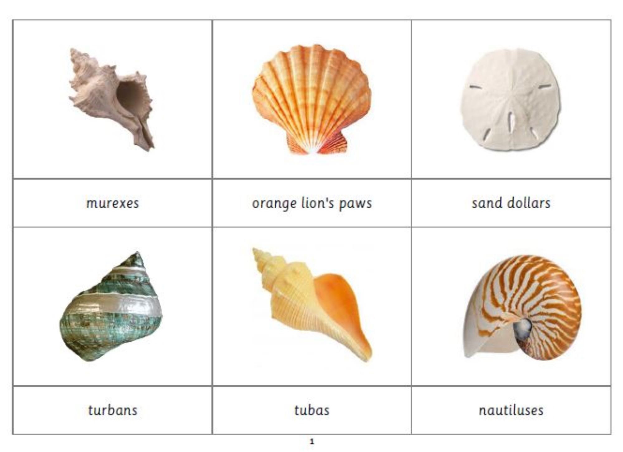 Montessori Seashells 3 Parts Cards Digital PDF Download Printable ...