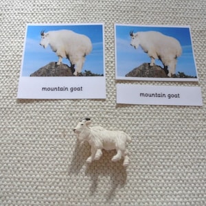 Montessori North America Wildlife 3 Parts Cards Homeschool Classroom ...