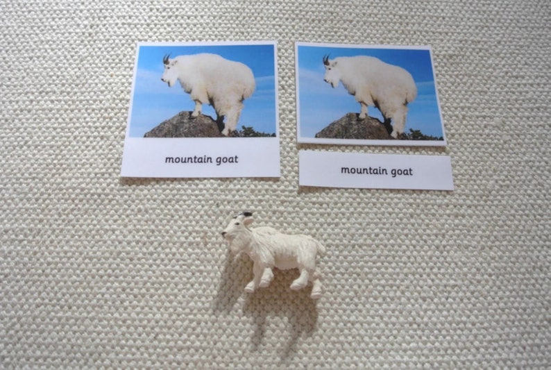 Montessori North America Wildlife 3 Parts Cards - Etsy