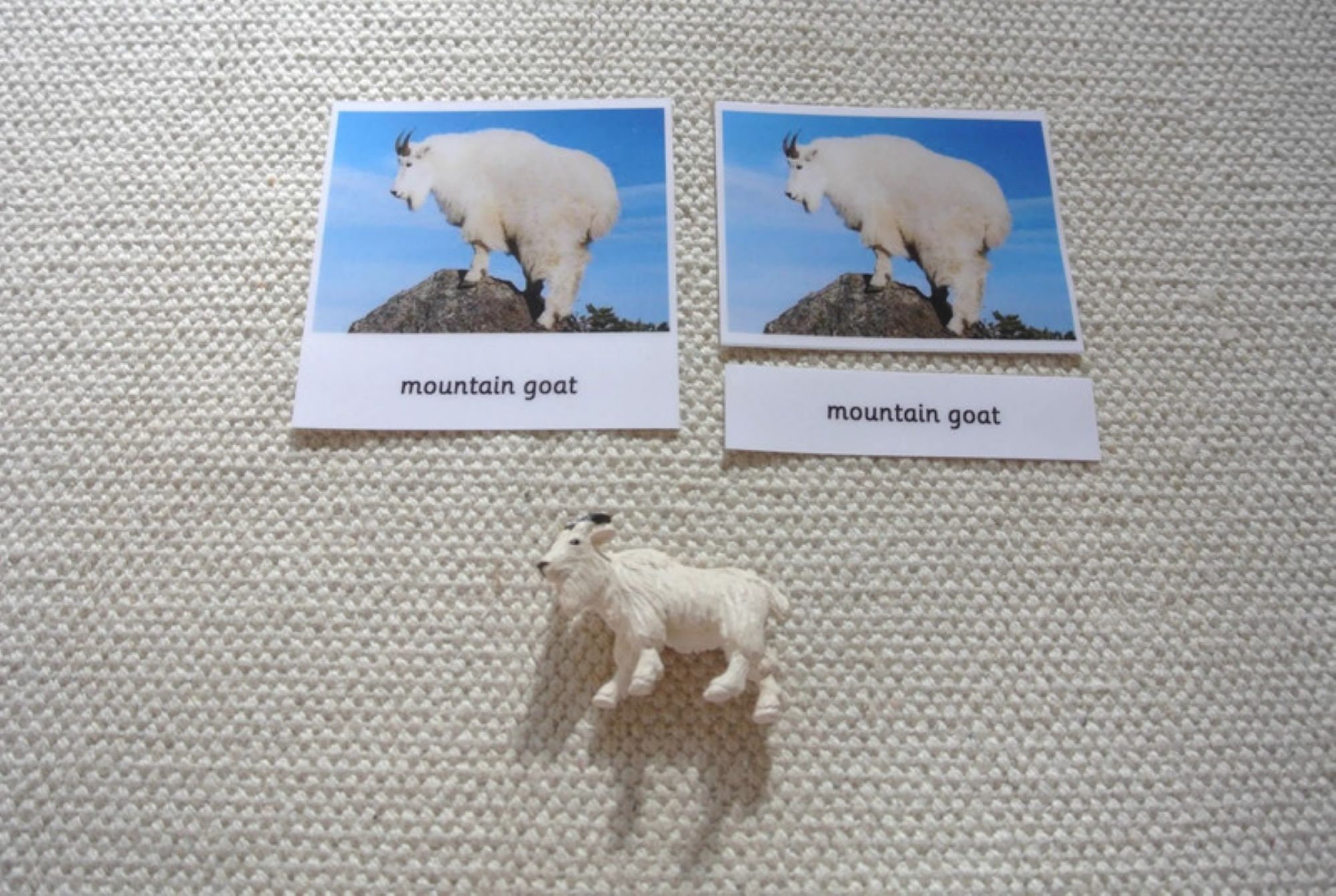 Montessori North America Wildlife 3 Parts Cards Homeschool Classroom ...