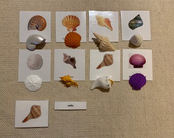 Montessori Sea Turtle Life Cycle 5 Parts Cards With Miniatures | Etsy