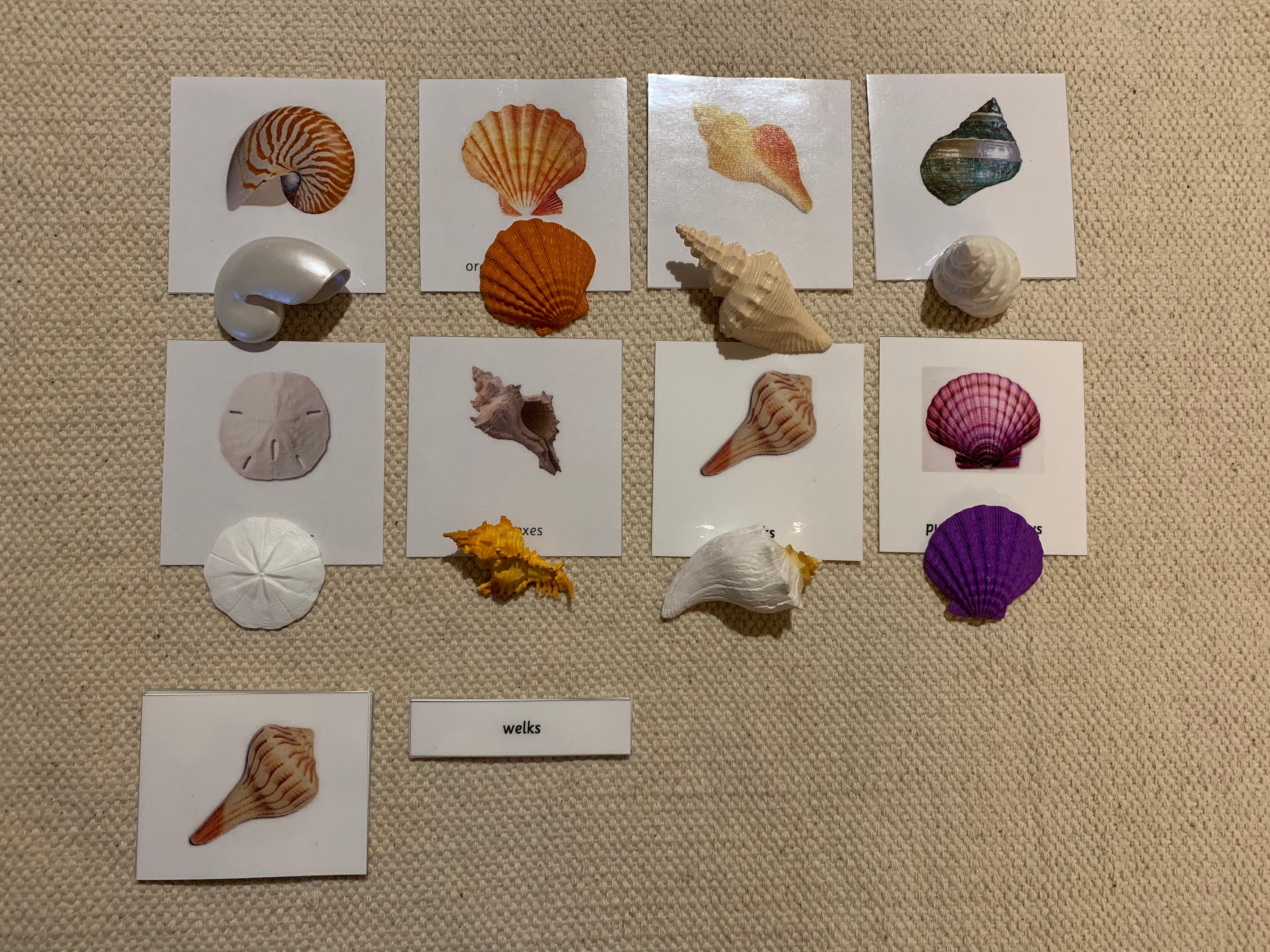 Montessori Seashells 3 Parts Cards With Miniatures | Etsy