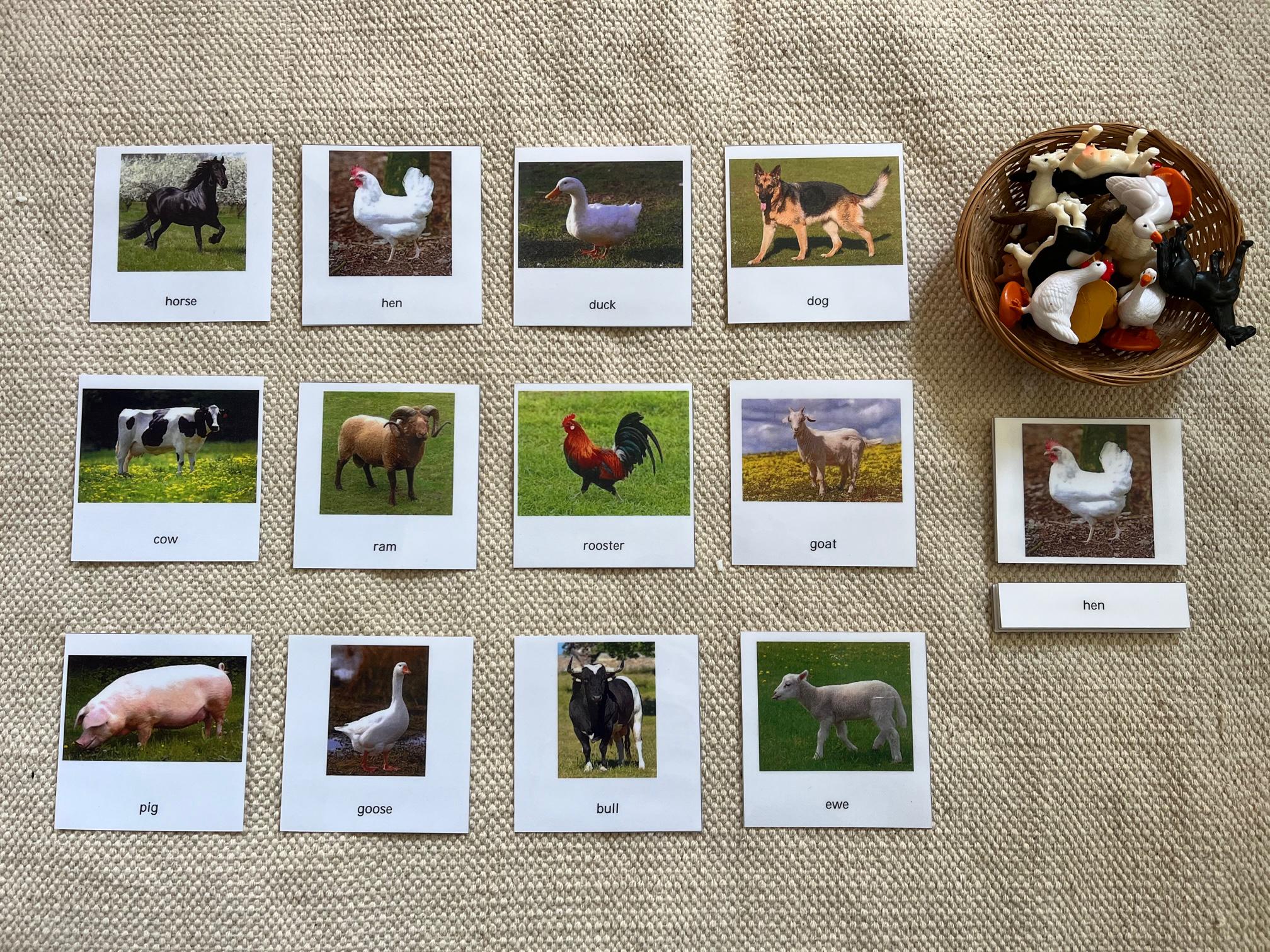 Montessori Common Farm Barn Animals 3 Parts Nomenclature Flash Cards ...