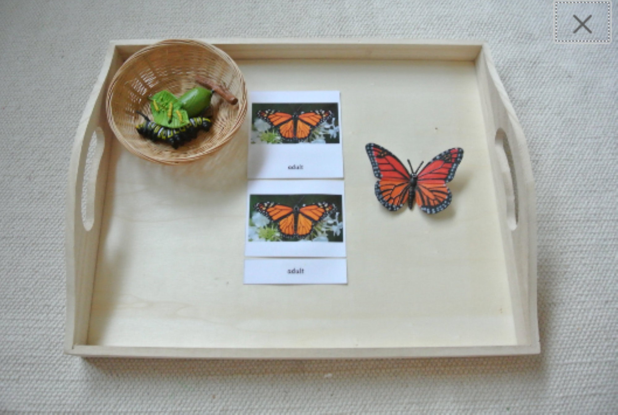 Montessori Monarch Butterfly Life Cycle 5 Parts Cards With - Etsy