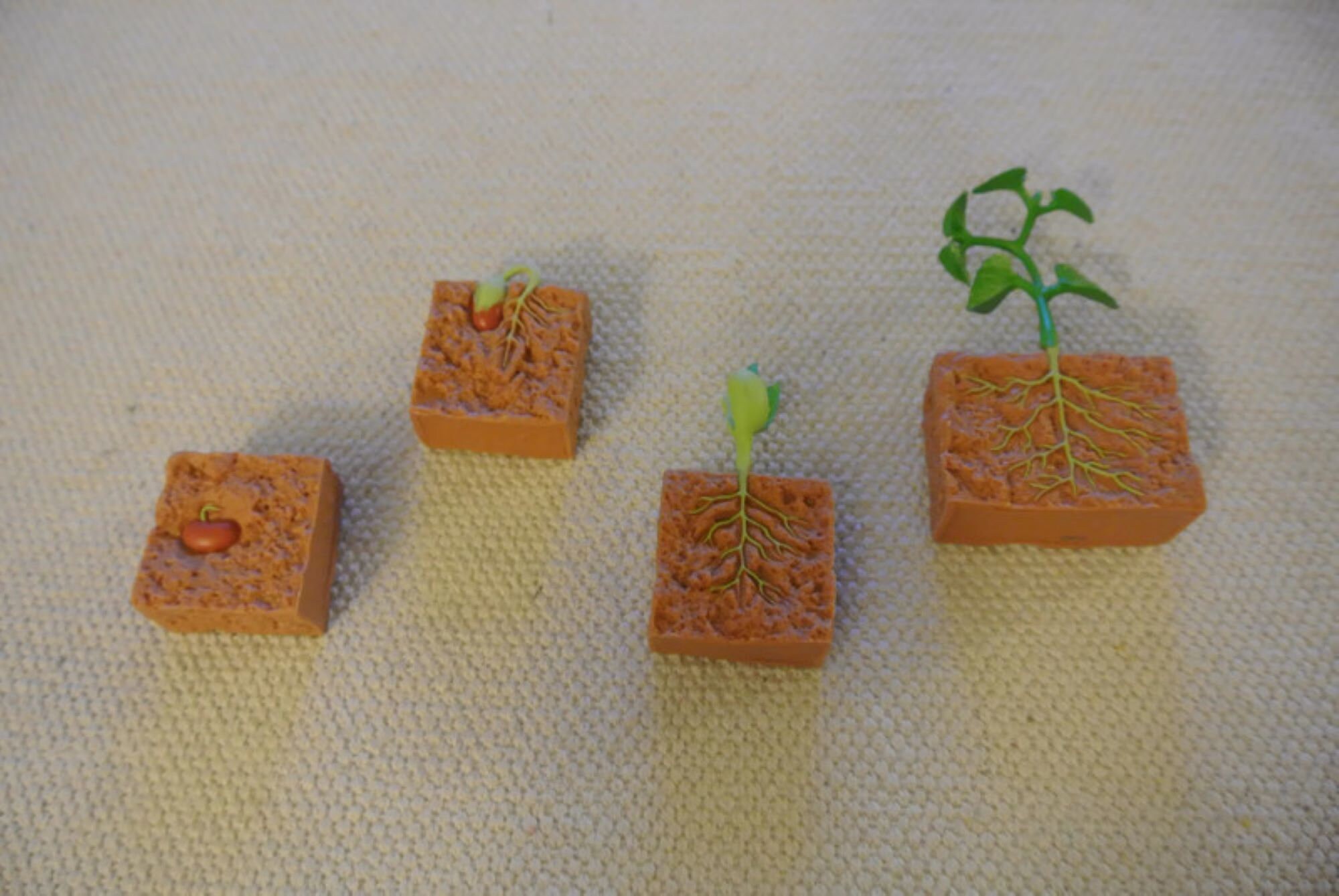 Montessori Life Cycle of a Green Bean Plant 5 Parts Cards With - Etsy