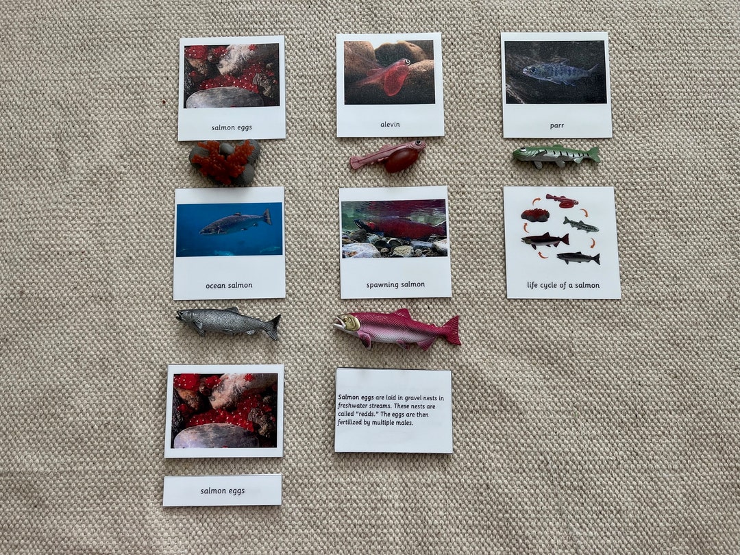 Montessori Life Cycle of A Salmon 5 Parts Nomenclature Cards Miniatures ...