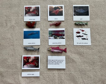 Montessori Life Cycle of A Salmon 5 Parts Cards Digital PDF Download ...