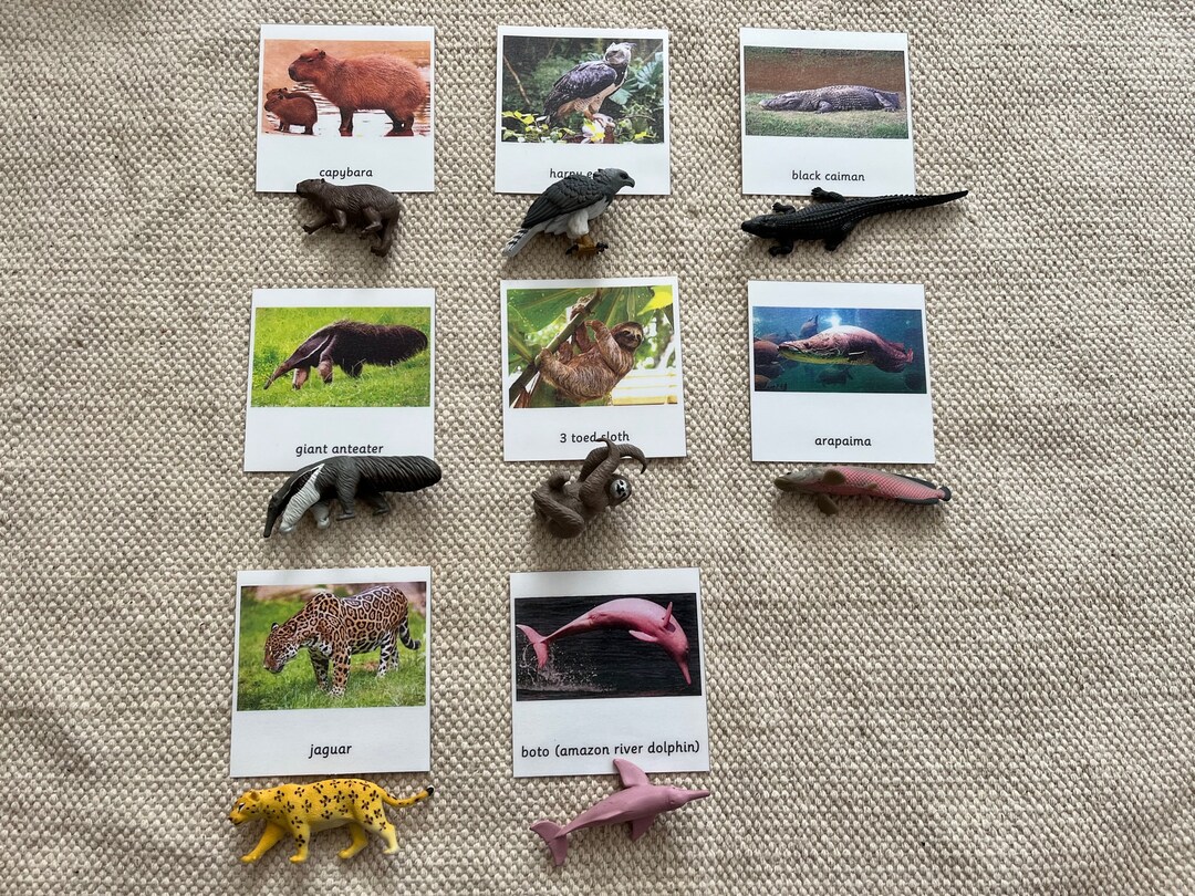 Montessori South American Animals 3 Parts Cards With Miniatures ...