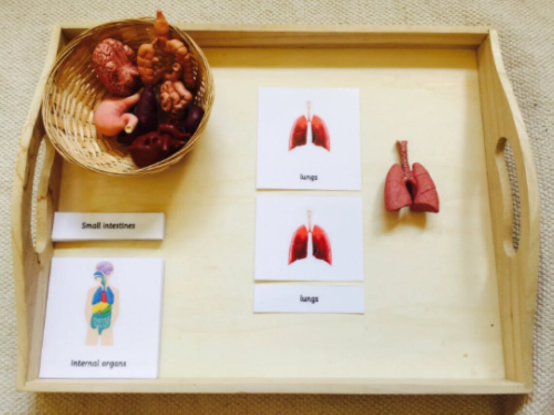 Montessori Human Anatomy Human Organs 5 Parts Cards With | Etsy