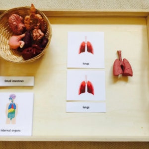 Montessori Human Anatomy Human Organs 5 Parts Cards With Miniatures ...