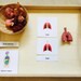 Montessori Human Anatomy Human Organs 5 Parts Cards With - Etsy