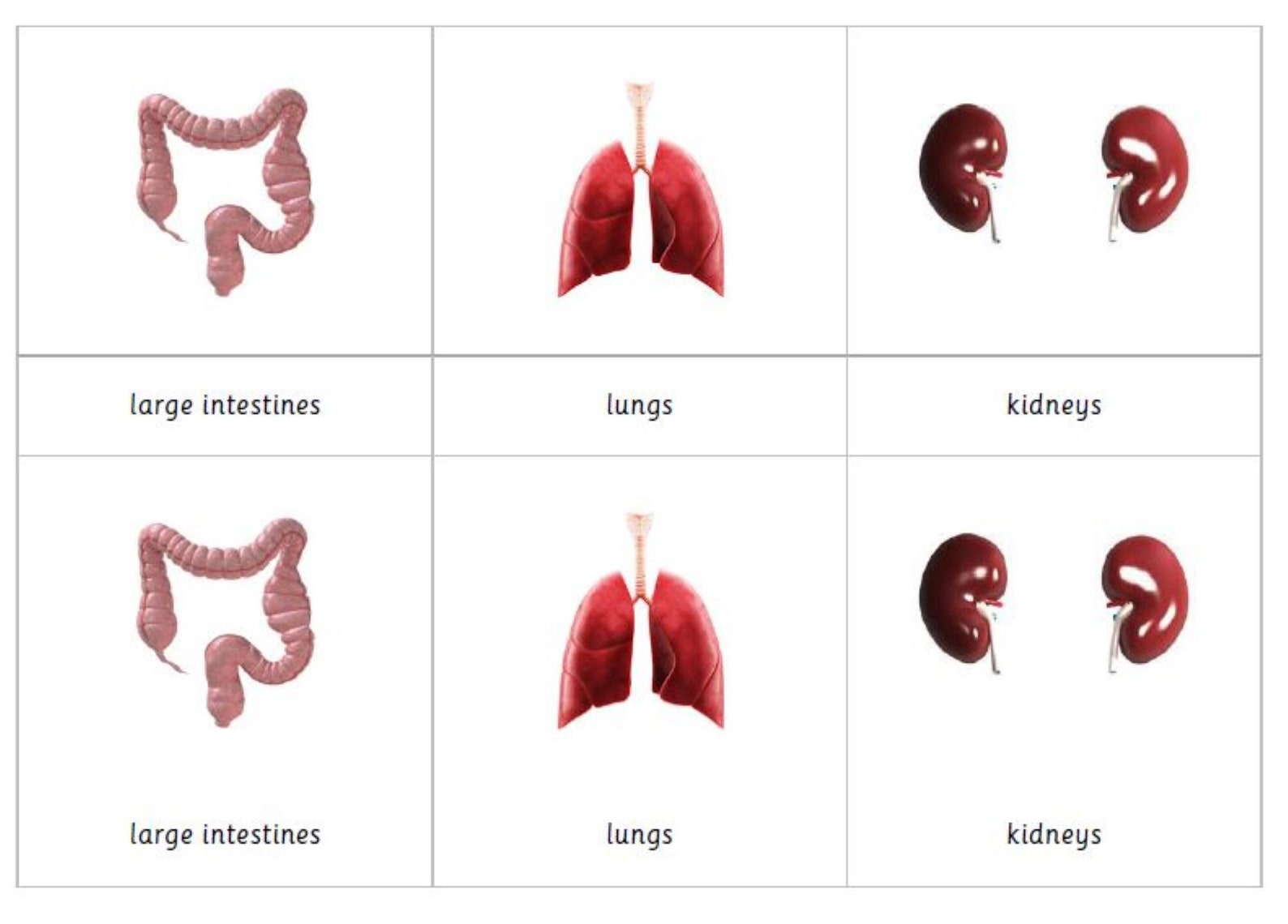 Montessori Human Anatomy Human Organs 5 Parts Cards Digital PDF ...