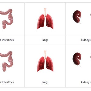 Montessori Human Anatomy Human Organs 5 Parts Cards Digital PDF ...