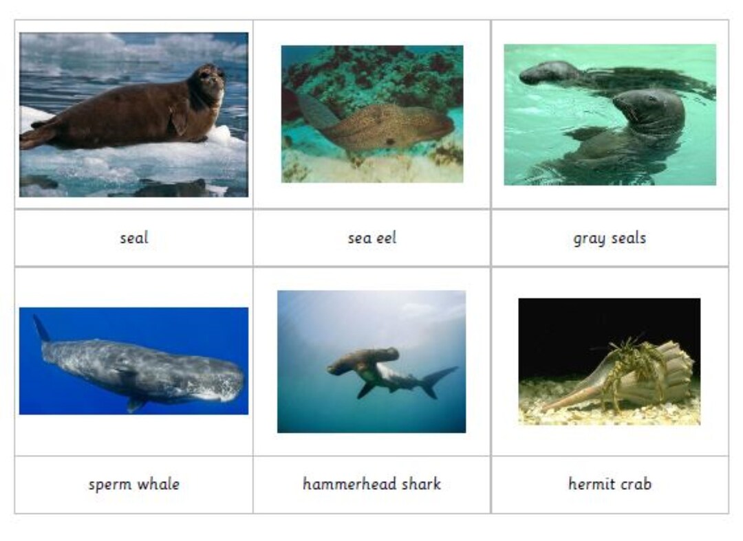 Montessori Sea Life Creatures and Matching 3 Parts Cards Digital PDF ...