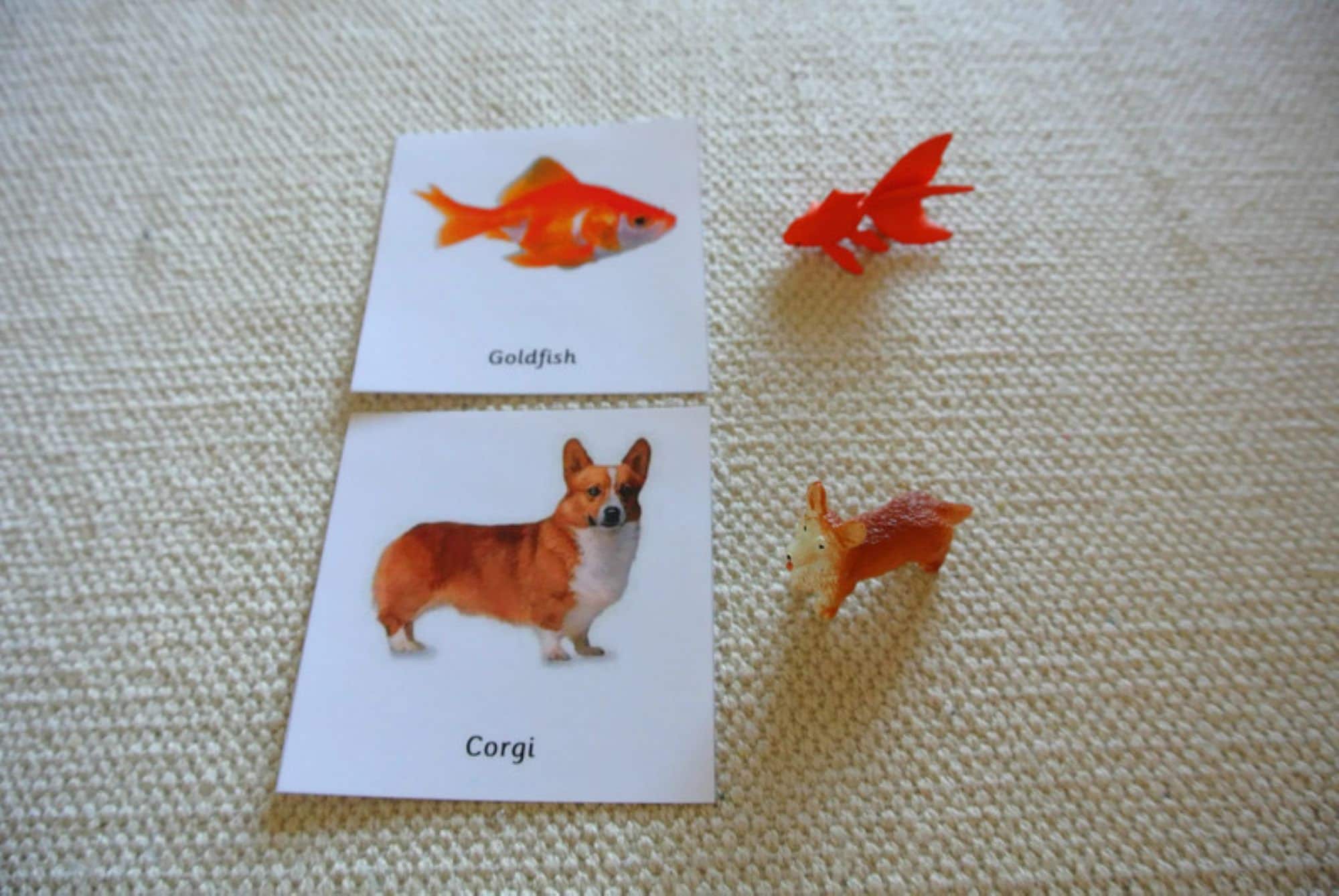 Montessori Common Pets 3 Part Cards With Miniatures - Etsy