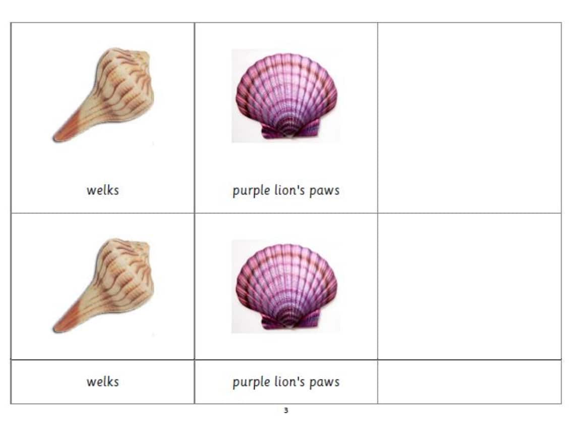 Montessori Seashells 3 Parts Cards Digital PDF Download Printable ...