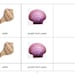 Montessori Seashells 3 Parts Cards Digital PDF Download Printable ...