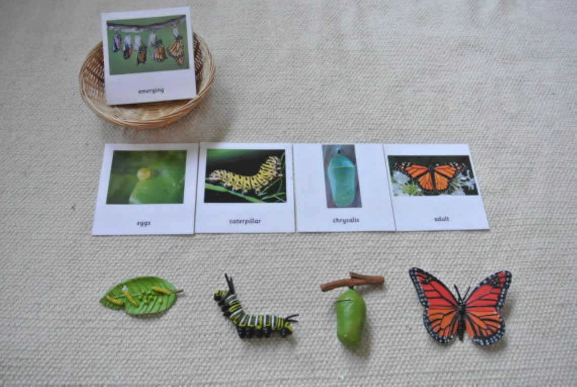 Montessori Monarch Butterfly Life Cycle 5 Parts Cards With - Etsy