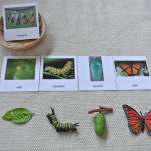 Montessori Monarch Butterfly Life Cycle 5 Parts Nomenclature Flash ...