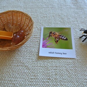 Montessori Honey Bee Life Cycle 5 Parts Nomenclature Flash Cards ...