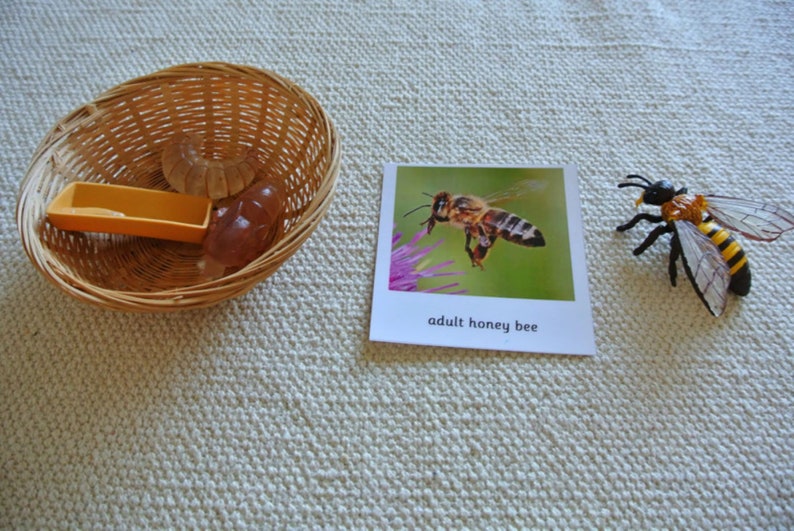 Montessori Honey Bee Life Cycle 5 Parts Nomenclature Flash Cards ...