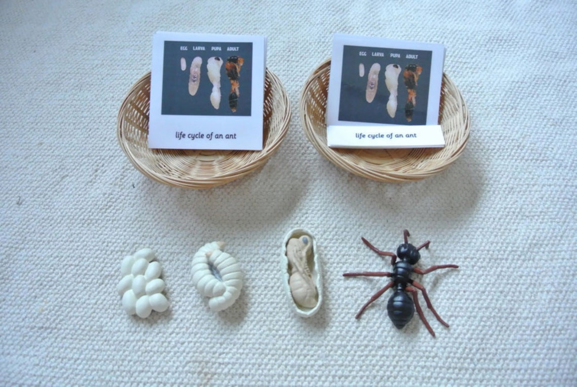 Montessori Life Cycle of an Ant 5 Parts Cards With Miniatures - Etsy