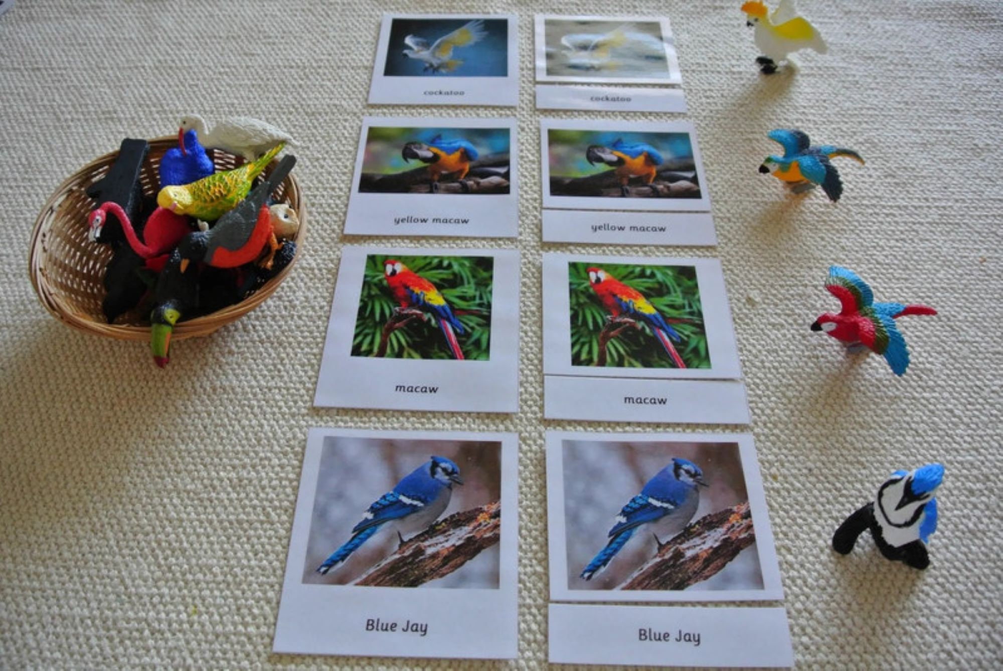 Montessori Common Backyard Birds Exotic Birds 3 Parts Nomenclature ...
