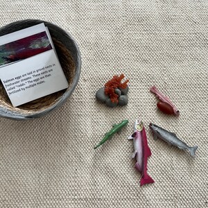 Montessori Life Cycle of A Salmon 5 Parts Nomenclature Cards Miniatures ...