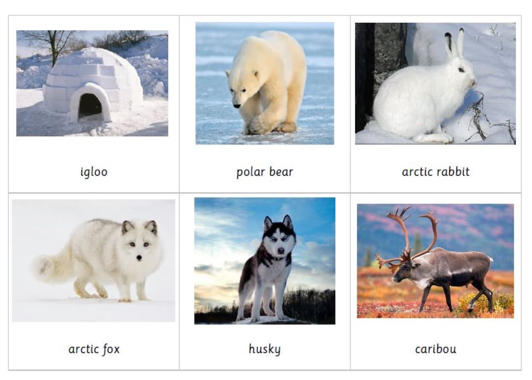 Montessori Arctic 3 Parts Cards Digital PDF Download Printable ...