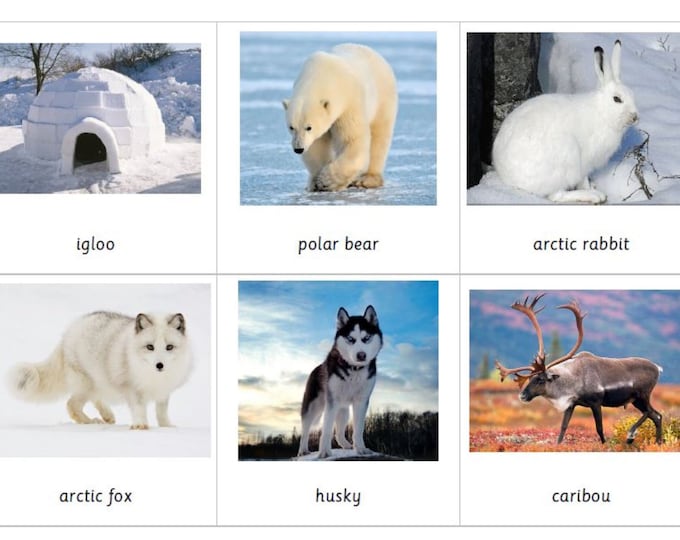 Montessori Arctic 3 Parts Cards Digital PDF Download Printable ...