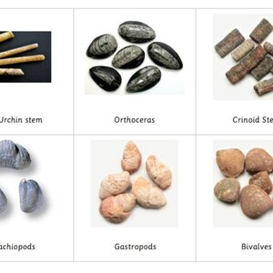 Montessori Common Fossils 3 Parts Cards Digital PDF Download Printable ...