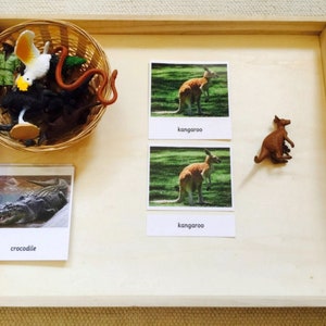 Montessori Knowing Australia 3 Parts Cards With Miniatures - Etsy