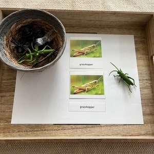 Montessori Common Insects Bugs 3 Parts Nomenclature Flash Cards With ...