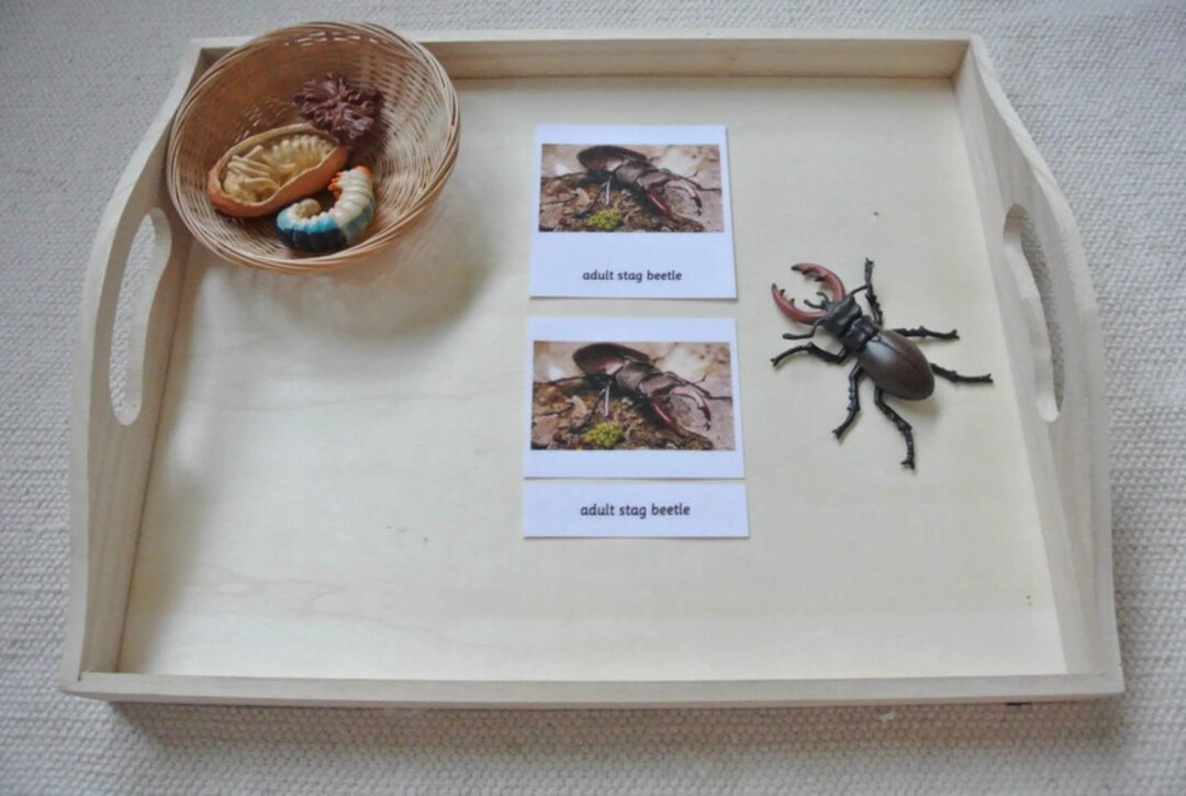 Montessori Life Cycle of A Stag Beetle 5 Parts Cards With Miniatures ...