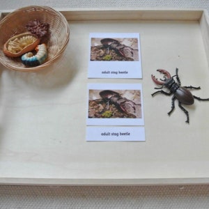 Montessori Life Cycle of A Stag Beetle 5 Parts Cards With Miniatures ...