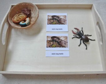 Montessori Life Cycle of a Green Bean Plant 5 Parts Cards With - Etsy