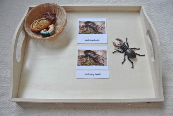 Montessori Life Cycle of A Stag Beetle 5 Parts Cards With - Etsy