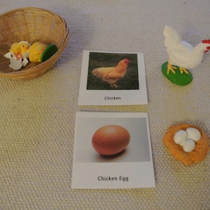 Montessori Life Cycle of A Chicken 5 Parts Cards Miniatures Home School ...