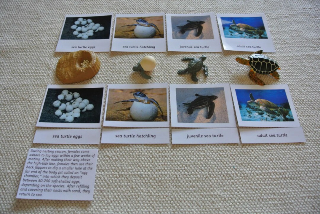 Montessori Sea Turtle Life Cycle 5 Parts Cards With Miniatures - Etsy