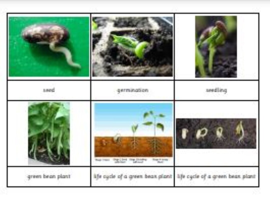 Montessori Life Cycle of a Green Bean Plant 5 Parts Cards Digital PDF ...