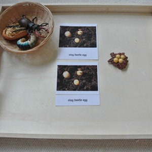 Montessori Life Cycle of A Stag Beetle 5 Parts Cards With Miniatures ...