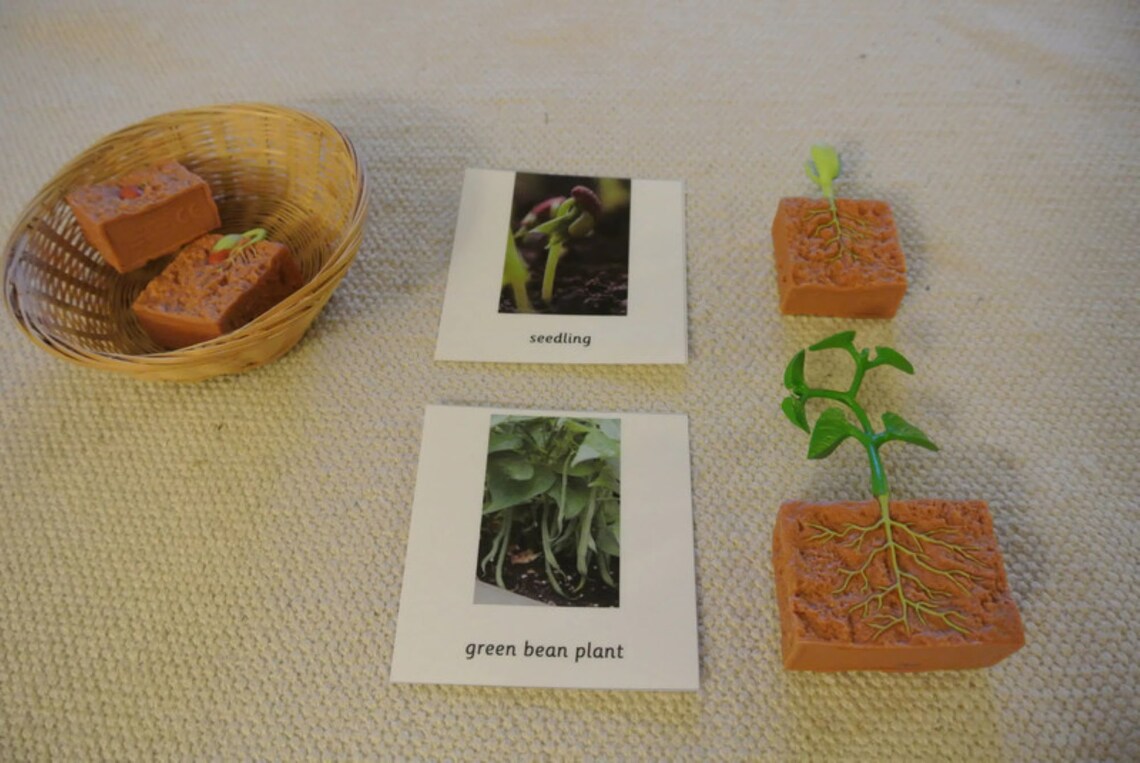 Montessori Life Cycle of A Green Bean Plant 5 Parts Nomenclature Flash ...