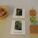 Montessori Life Cycle of a Green Bean Plant 5 Parts Cards With ...