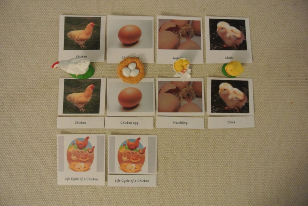 Montessori Life Cycle of A Chicken 5 Parts Cards Miniatures Home School ...