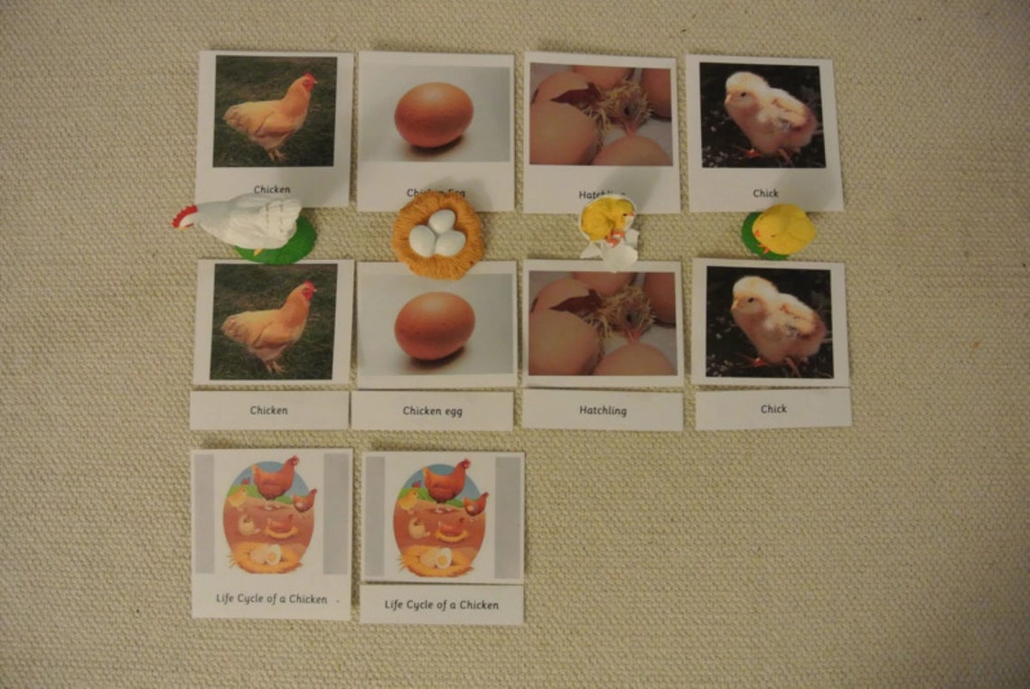 Montessori Life Cycle of A Chicken 5 Parts Cards With - Etsy