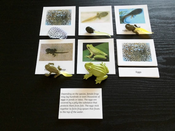 Montessori Frog Life Cycle 5 Parts Cards With Miniatures - Etsy